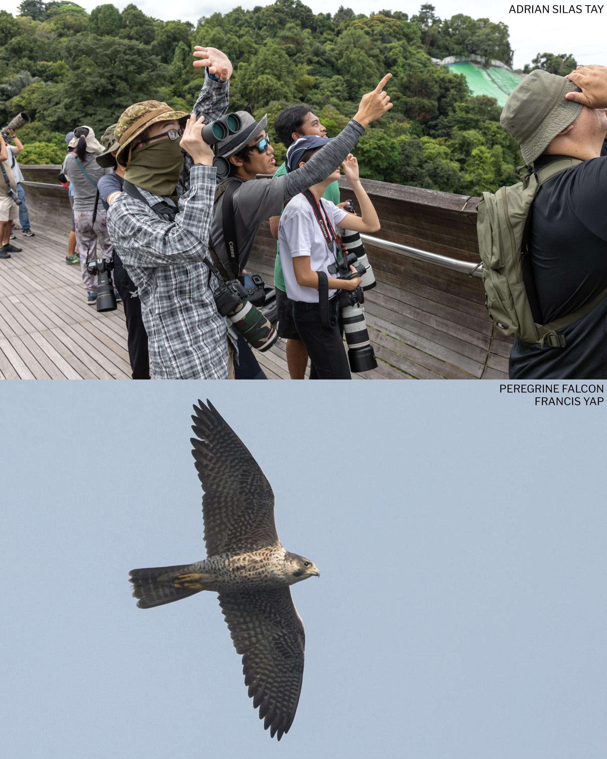 Events – Bird Society of Singapore