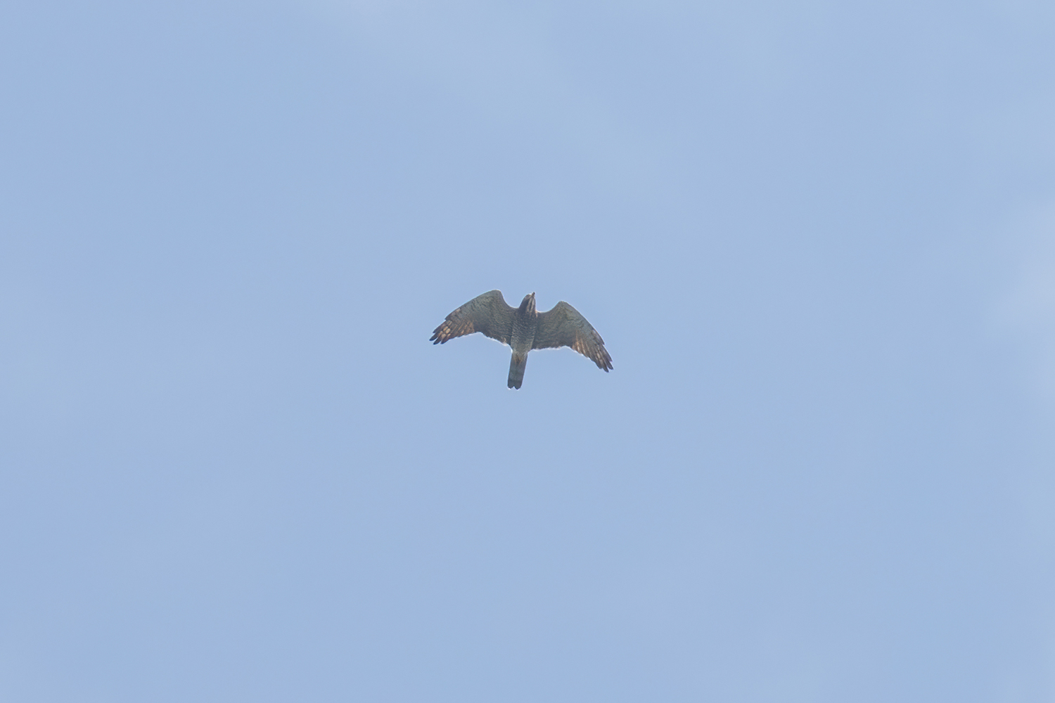 Henderson Waves Raptor Watch 2023 – Bird Society of Singapore