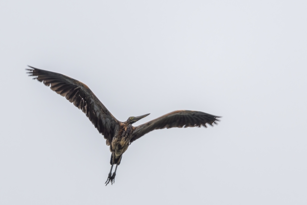 Oil spill in Singapore Strait: our suggestions for the public – Bird ...